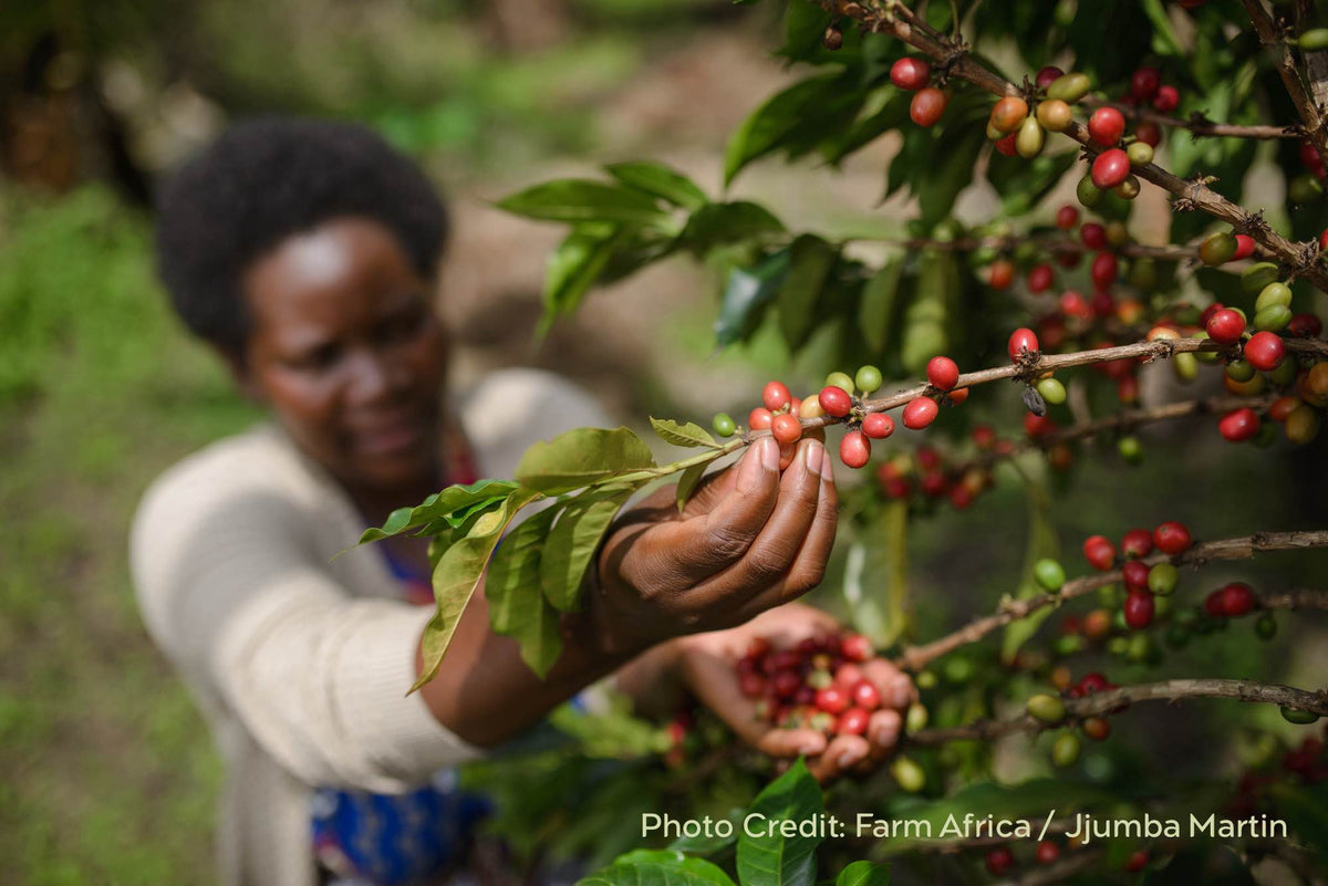 Why Specialty Coffee Is Hand Grown and Hand Harvested – Kiboko Coffee Co